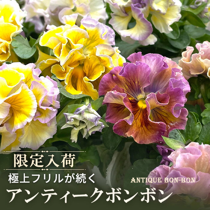 商品説明 育種家『湘南Berry』さんのフリルパンジー 〜アンティーク・ボンボン〜 育種家さんが約6年の年月をかけて育種を重ねたフリルパンジー。 花びらのフリルがとても可愛らしく華やかな印象のシュガー・ボンボンのアンティークカラーが登場。 ...