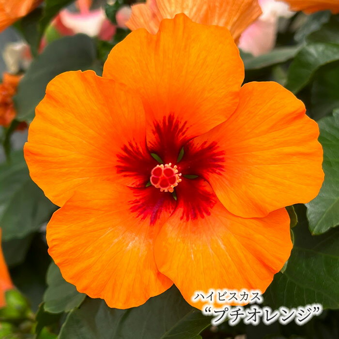 特徴 品種名：ニューロングライフシリーズ プチオレンジ 大きさ：スモール・約10cm前後 開花期：中生 ハイビスカスは、赤・黄・白・ピンク・オレンジ色など原色の鮮やかな花色が魅力の熱帯花木です。 従来のハイビスカスに比べ、非常に花もちの良い...