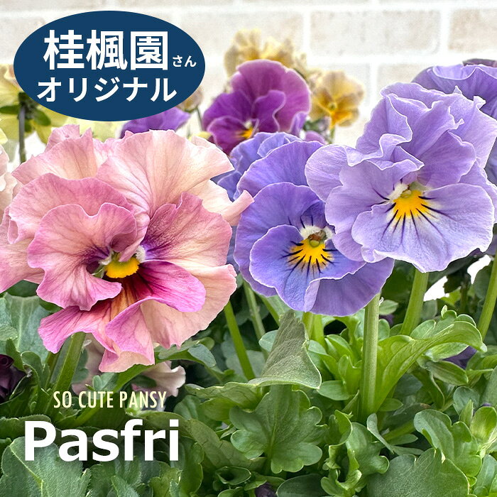 商品説明 パンジーとビオラを掛け合わせ、双方の魅力をいいとこどりした「パスフリ」。 桂楓園さんオリジナル品種。 ふんわり優雅に波打つゆるフリルと、抜群の花持ちの良さが自慢の品種です。 最大の魅力は、一株ごとに絶妙に異なるニュアンスカラーのグ...