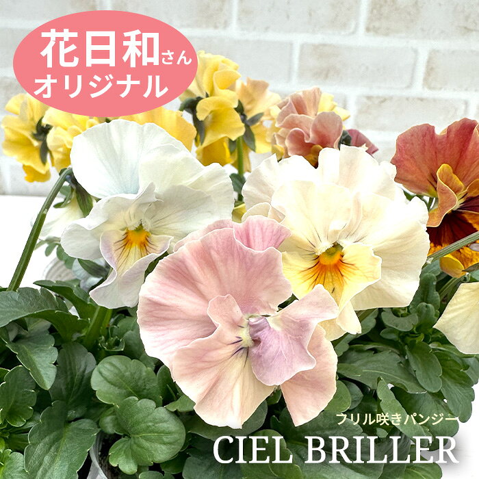 商品説明 「シエルブリエ」は、人気の園芸ブランド花日和さんオリジナルのフリル咲きパンジーです。 フランス語で「空の輝き」を意味する名の通り、まるでパステル画や澄んだ空のグラデーションを思わせる、息をのむほど美しい透明感が魅力です。 寒さに強...