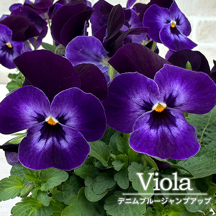 商品説明 【特徴】 ビオラは開花期が長く、冬から春にかけて長い期間開花する一年草です。 パンジーと比べ小ぶりなので、色々な品種と寄せ植えにしても楽しめます♪ 【ビオラ】 科名：スミレ科　属名：スミレ属 原産地：ヨーロッパ 開花期：10月下旬...
