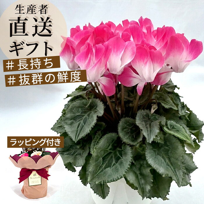 商品説明 【産地直送・ラッピング無料】 愛知県北東部、自然豊かな山間部に位置する「鶴田園芸」から直接お届けする至高のシクラメン。 清らかな空気と澄んだ水のもと、一株一株へたっぷりの愛情を注いで丁寧に育てられた株は、凛とした美しい咲き姿とあふ...
