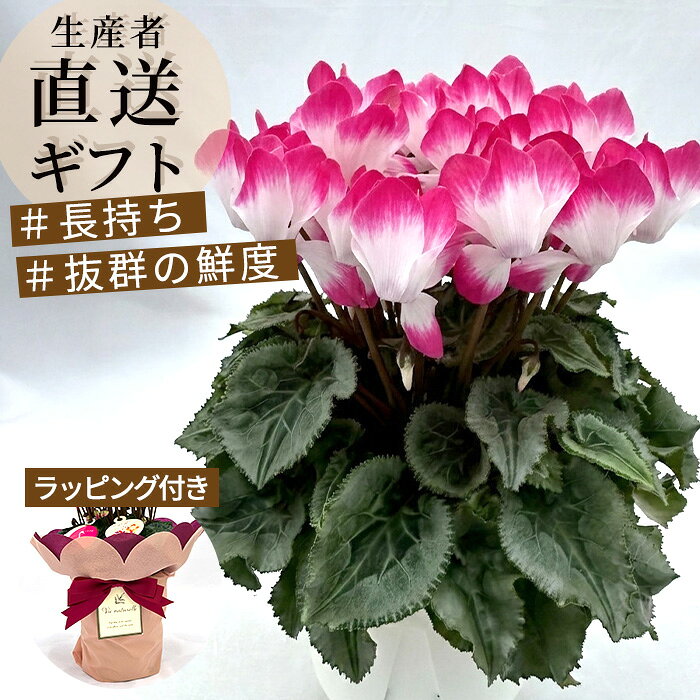 商品説明 【産地直送・ラッピング無料】 愛知県北東部、自然豊かな山間部に位置する「鶴田園芸」から直接お届けする至高のシクラメン。 清らかな空気と澄んだ水のもと、一株一株へたっぷりの愛情を注いで丁寧に育てられた株は、凛とした美しい咲き姿とあふ...