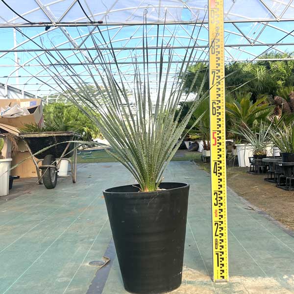 綺麗な子達を大切にお届けします。 新築お祝い、開店お祝いに大変ご好評いただいております。 ご希望で簡易にはなりますがカードを無料でお付けさせていただいております。 ご希望の際は備考欄にて記載していただけますようよろしくお願いいたします。 ※...