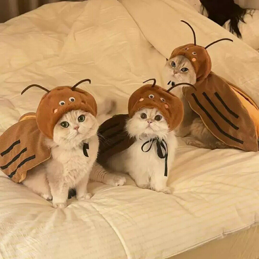 商品説明思わず二度見してしまうインパクト！猫ちゃんがゴキブリに変身するユニークなコスチュームです。リアルな羽と立体的な触角付きで、写真映え間違いなし。SNS投稿やイベント、ハロウィンにも大活躍！柔らかい素材で作られており、マジックテープで簡...