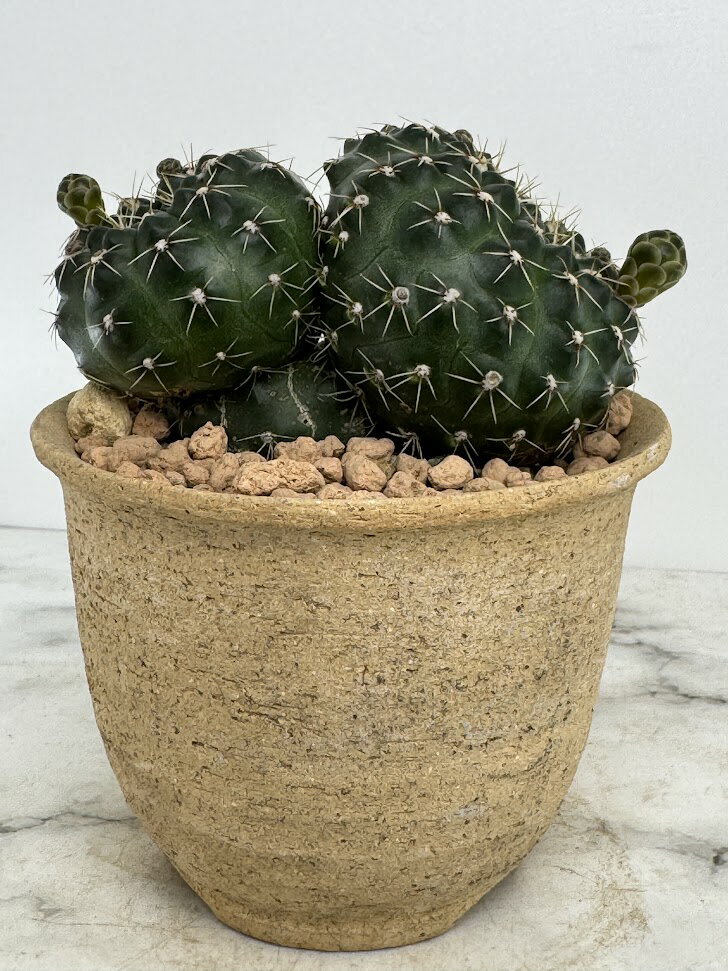 楽天市場】ギムノカリキウム(種類(植物)サボテン)の通販 楽天市場】ギムノカリキウム(種類(植物)サボテン)の通販