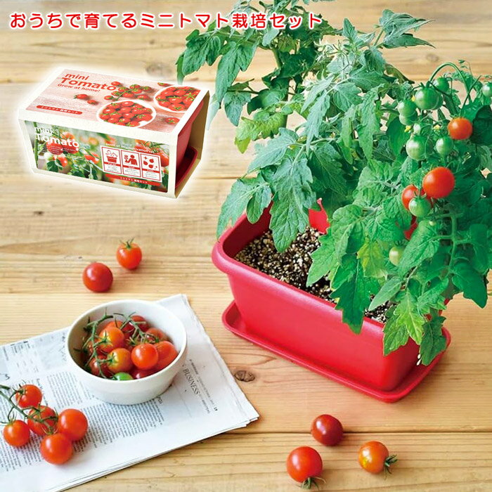 ◆商品説明◆ ミニトマトはガーデニング初心者にも簡単に育てられて家庭菜園に最適！ 直径2～3センチの実が房になって付きます。サラダの主役にいかがですか。 お部屋の中で育てられて、出窓のようなスペースにもぴったりです。 家族で植物のお世話係を...