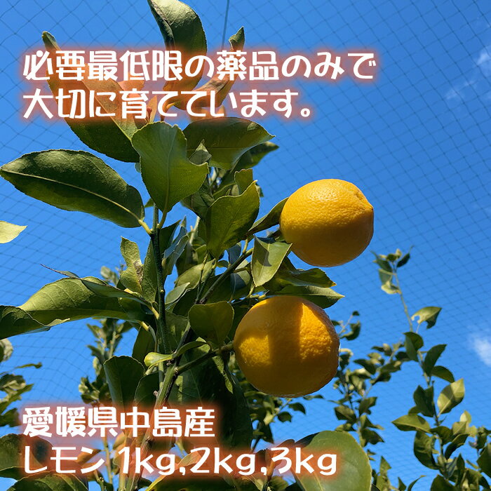 瀬戸内海に浮かぶ愛媛県中島は潮風と太陽に恵まれた温暖な気候で、柑橘の栽培に適した土地です。 必要最低限の薬品のみで大切に育てています。皮まで安心してお使いいただけます。 商品説明 名称 ユーレカレモン 産地名 愛媛県中島 内容量 3kgの箱...