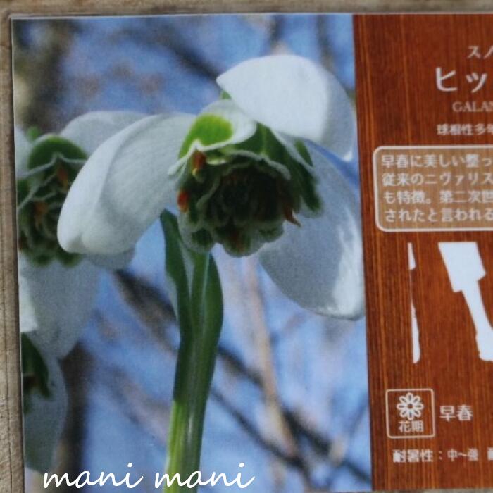 商品情報栽培方法秋に球根を植えつけて芽が出るまでは半日陰の涼しい場所で育ててください。芽が出てから早春に花が咲くまではできるだけ日によく当てて下さい。寒さに強いので屋外の日当たりの良い場所で育ててください。暑さは苦手なので直射日光を避け、で...