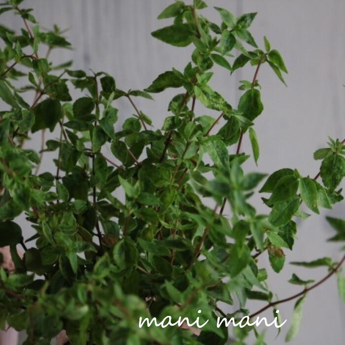 商品情報栽培方法日あたりが良く風当たりの少ない場所を好みます。とても丈夫で育てやすい品種で放任でも枯れることはあまりありませんが日当たりが悪いと生育が悪くなります。定期的な剪定を行い樹形を整えて下さい。何回か刈り込むとわき芽がたくさん伸びて...