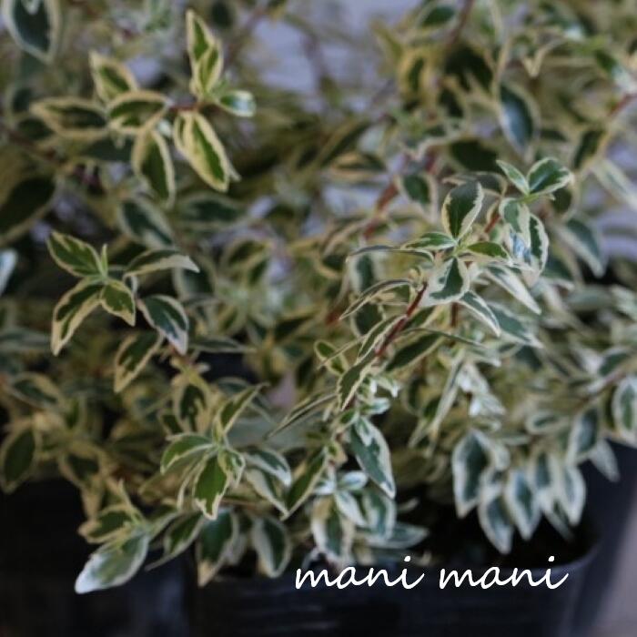 商品情報栽培方法日あたりが良く風当たりの少ない場所を好みます。とても丈夫で育てやすい品種で放任でも枯れることはあまりありませんが日当たりが悪いと生育が悪くなります。定期的な剪定を行い樹形を整えて下さい。何回か刈り込むとわき芽がたくさん伸びて...