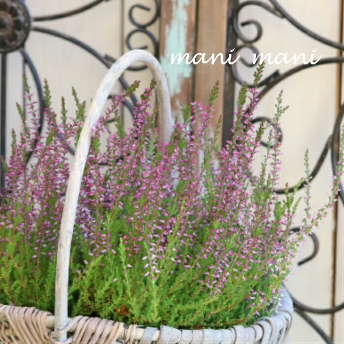 商品情報栽培方法日当たりがよく水はけの良い場所を好みます。水やりは土の表面が乾いたらたっぷりと与えてください。ある程度、乾燥に耐えることはできますが、乾燥状態が長く続くのは嫌がります。冬は水を切らさないようにしてください。夏は半日蔭の風通し...