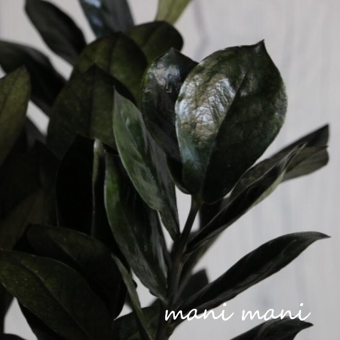 商品情報栽培方法春～秋は室内または戸外の半日陰で管理してください。気温が15度を下回る時期は直射日光の当たらない室内で5度以上を保ちます。水やりは、土の表面が乾いたら与えてください。注意点◎植物は個体差があり成長もしていますので、商品画像と...