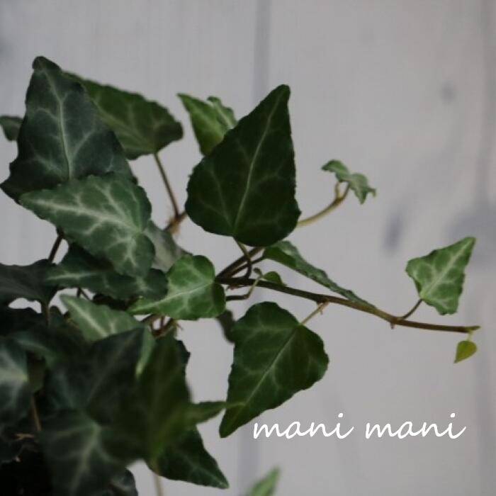 商品情報栽培方法日向〜半日蔭で育てます。室内で育てる場合、室内は乾燥しハダニがつきやすくなるので、時々葉水を与えてください。耐陰性は強いですが、美しい姿を保つために基本的には明るい場所で育ててください。水やりは土の表面が乾いてから。肥料は緩...