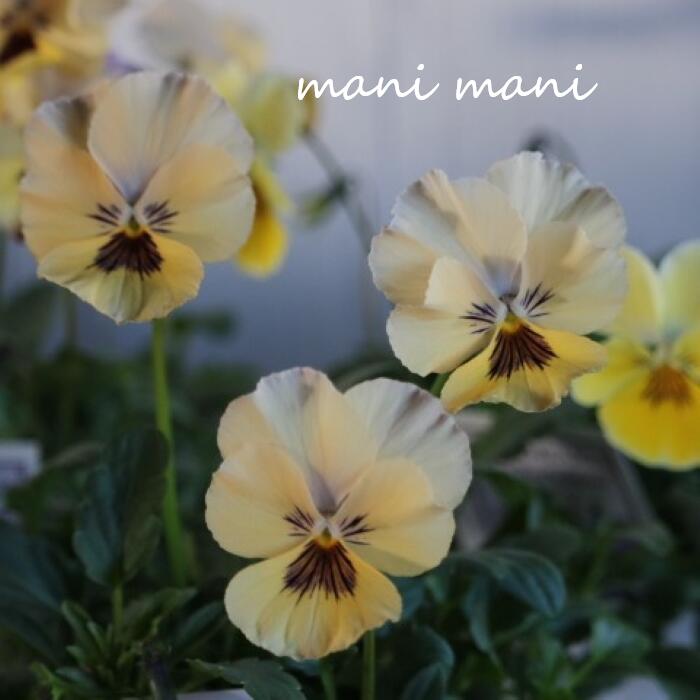 商品情報栽培方法日当たりと風通しの良い場所を好みます。水やりは土の表面が乾いたら株元からあげてください。肥料は植え付け時に緩効性肥料を与えてください。伸びすぎたら切り戻しをすることで長く楽しんでいただけます。 注意点◎植物は個体差があり成長...