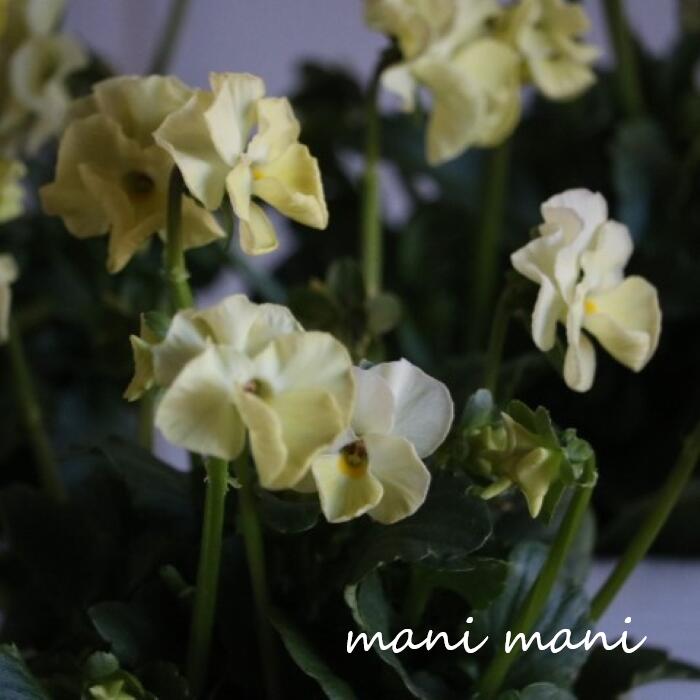 商品情報栽培方法日当たりと風通しの良い場所を好みます。水やりは土の表面が乾いたら株元からあげてください。肥料は植え付け時に緩効性肥料を与えてください。伸びすぎたら切り戻しをすることで長く楽しんでいただけます。注意点◎植物は個体差があり成長も...