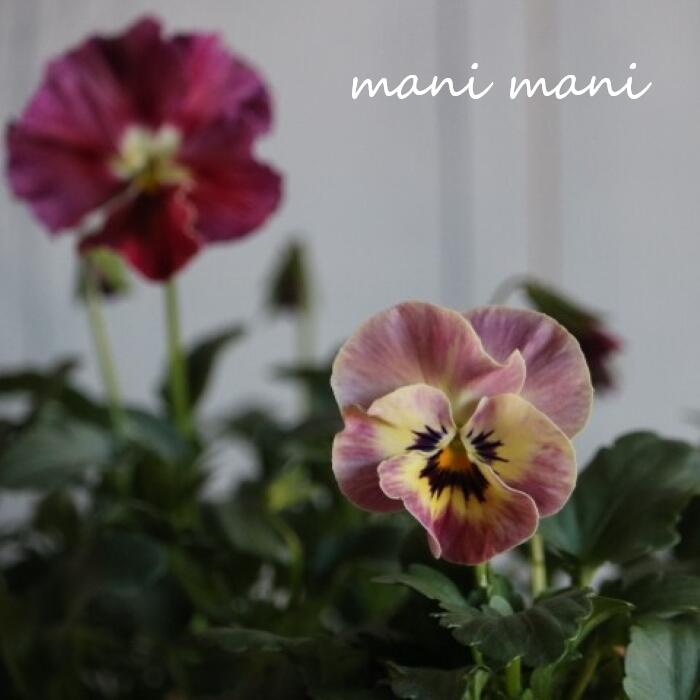 商品情報栽培方法日当たりと風通しの良い場所を好みます。水やりは土の表面が乾いたら株元からあげてください。肥料は植え付け時に緩効性肥料を与えてください。伸びすぎたら切り戻しをすることで長く楽しんでいただけます。注意点◎植物は個体差があり成長も...