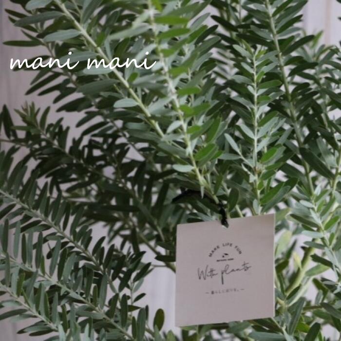 商品情報栽培方法日当たりが良く風通しの良いところで育ててください。耐寒性はありますが、寒冷地では地植えには適しません。注意点◎植物は個体差があり成長もしていますので、商品画像と微妙に違う場合やお花が少ない又は咲いていない場合もございます。◎...