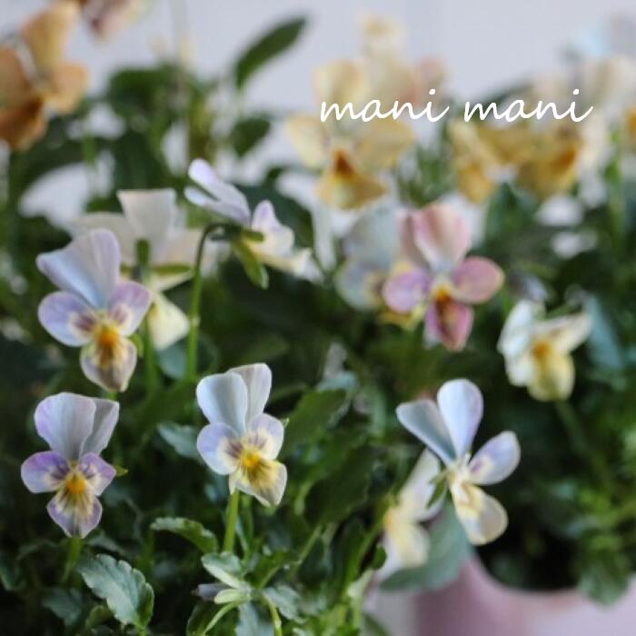 商品情報栽培方法日当たりと風通しの良い場所を好みます。水やりは土の表面が乾いたら株元からあげてください。肥料は植え付け時に緩効性肥料を与えてください。伸びすぎたら切り戻しをすることで長く楽しんでいただけます。 注意点◎植物は個体差があり成長...