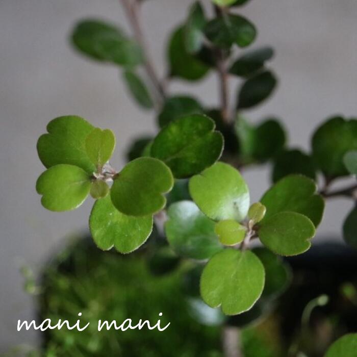 商品情報栽培方法日当たりのから明るい半日蔭で育てます。乾燥気味を好むので、水やリは土の表面が乾いたら与えてください。注意点◎植物は個体差があり成長もしていますので、商品画像と微妙に違う場合やお花が少ない又は咲いていない場合もございます。◎店...