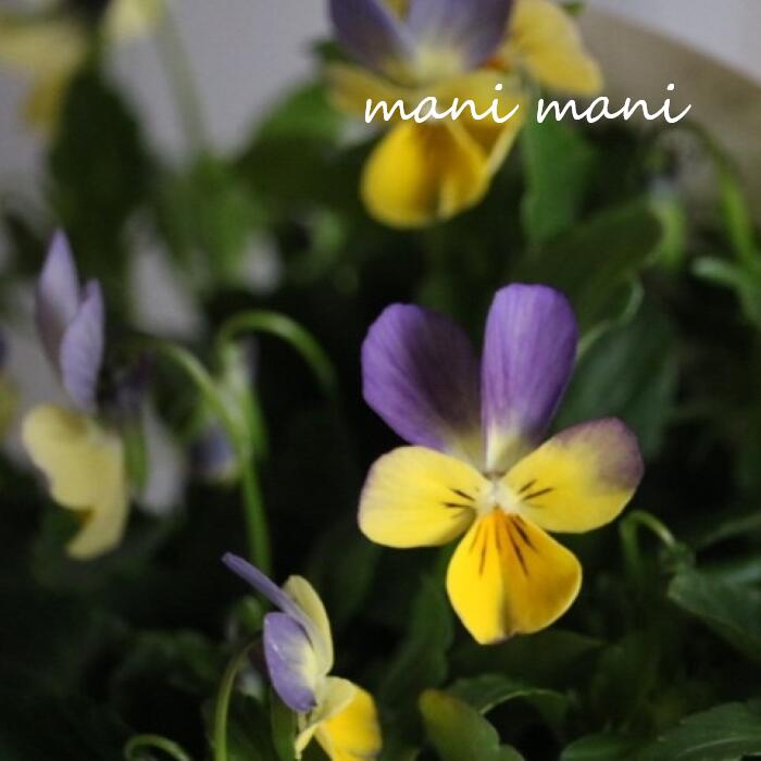 商品情報栽培方法日当たりと風通しの良い場所を好みます。水やりは土の表面が乾いたら株元からあげてください。肥料は植え付け時に緩効性肥料を与えてください。伸びすぎたら切り戻しをすることで長く楽しんでいただけます。注意点◎植物は個体差があり成長も...