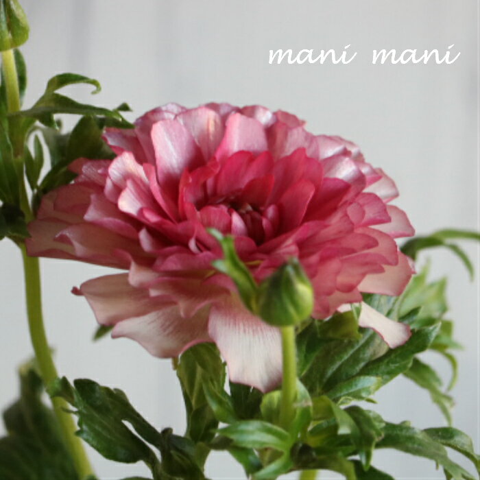 商品情報栽培方法日当たりの良いところで育てます.霜や雪のあたらない場所が最適ですが、少しくらいの霜や雪であれば大丈夫です。注意点◎植物は個体差があり成長もしていますので、商品画像と微妙に違う場合やお花が少ない又は咲いていない場合もございます...