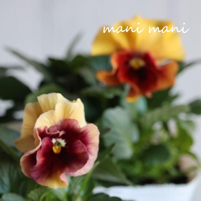 商品情報栽培方法日当たりと風通しの良い場所を好みます。水やりは土の表面が乾いたら株元からあげてください。肥料は植え付け時に緩効性肥料を与えてください。伸びすぎたら切り戻しをすることで長く楽しんでいただけます。注意点◎植物は個体差があり成長も...