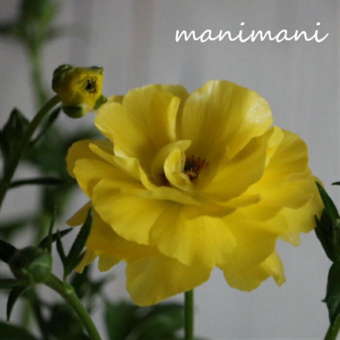 商品情報栽培方法日当たりの良いところで育てます.霜や雪のあたらない場所が最適ですが、少しくらいの霜や雪であれば大丈夫です。注意点◎植物は個体差があり成長もしていますので、商品画像と微妙に違う場合やお花が少ない又は咲いていない場合もございます...