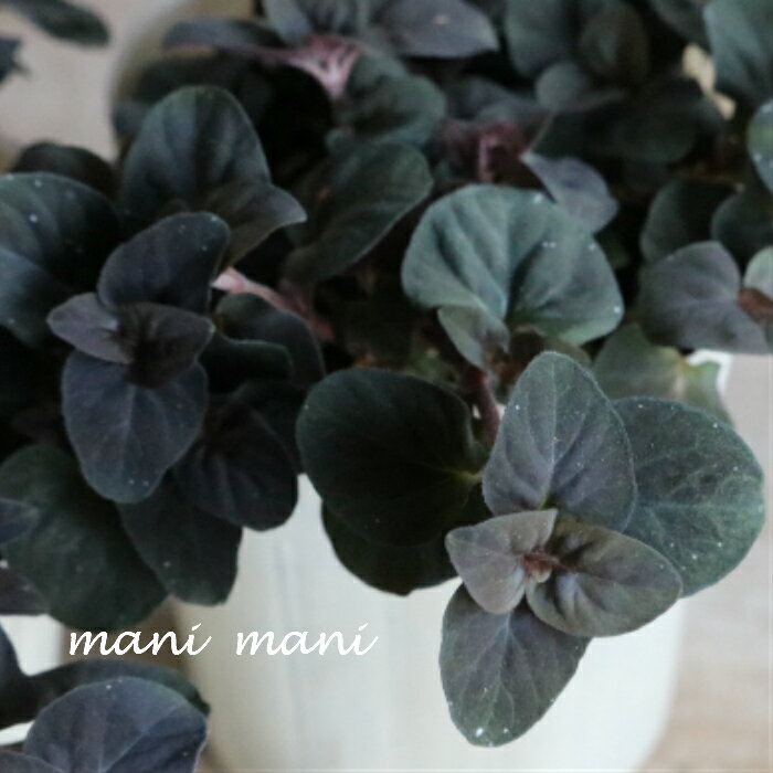 商品情報栽培方法日当たりの水はけの良いところで育ててください。水やりは土が乾いたらたっぷりと与えます。 注意点◎植物は個体差があり成長もしていますので、商品画像と違う場合やお花が少ない又は咲いていない場合もございます。ご購入時期により、花色...