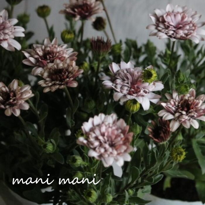 商品情報栽培方法日当たりがよく水はけの良い場所を好みます。水やりは土の表面が乾いたらたっぷりと与えてください。注意点◎植物は個体差があり成長もしていますので、商品画像と微妙に違う場合やお花が少ない又は咲いていない場合もございます。◎店頭販売...