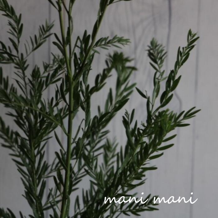 商品情報栽培方法日当たりが良く風通しの良いところで育ててください。耐寒性はありますが、寒冷地では地植えには適しません。注意点◎植物は個体差があり成長もしていますので、商品画像と微妙に違う場合やお花が少ない又は咲いていない場合もございます。◎...