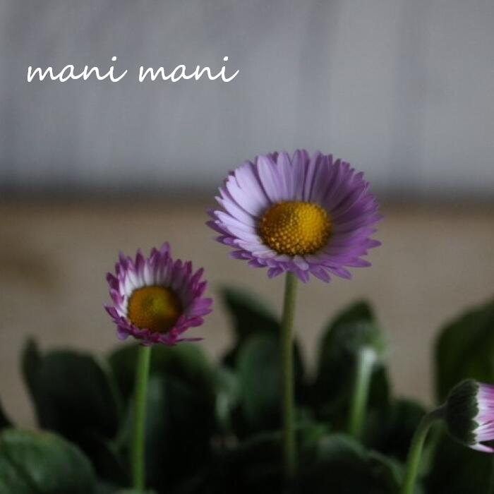 商品情報栽培方法やや湿り気のある土壌を好みます。乾燥には強いので水やりには気をつけてください。花期　12月〜5月注意点◎植物は個体差があり成長もしていますので、商品画像と微妙に違う場合やお花が少ない又は咲いていない場合もございます。◎店頭販...