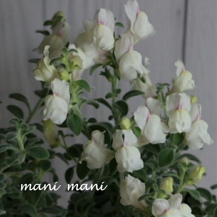 商品情報栽培方法日当たりの良いところで育ててください。花後は切り戻しをしてください。 注意点◎植物は個体差があり成長もしていますので、商品画像と微妙に違う場合やお花が少ない又は咲いていない場合もございます。◎店頭販売もしておりますので、ご注...