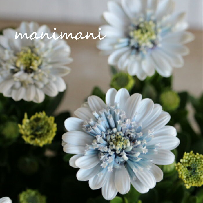 商品情報栽培方法日当たりがよく水はけの良い場所を好みます。水やりは土の表面が乾いたらたっぷりと与えてください。注意点◎植物は個体差があり成長もしていますので、商品画像と微妙に違う場合やお花が少ない又は咲いていない場合もございます。◎店頭販売...