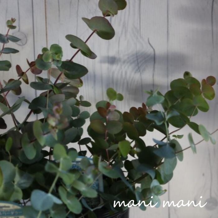 商品情報栽培方法土の表面が乾いたら、鉢底から水が流れ出るくらいたっぷりと水をあげてください。置き場所は、日当たりと風通しの良い屋外が最適です。4月〜5月頃には、大きく成長すると可愛らしい花を咲かせることもあります。伸びすぎた枝はこまめに剪定...