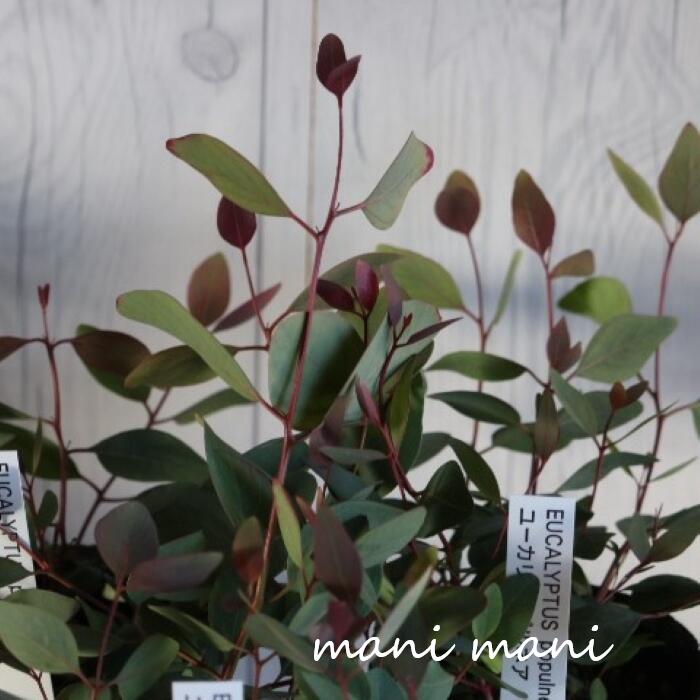 商品情報栽培方法【水やり】土の表面が乾いたら、株元からたっぷりと水をあげてください。地植えの場合は根付いた後は雨水で十分ですが、鉢植えでは極端な乾燥に注意します。【置き場所】日当たりと風通しの良い屋外を好みます。湿気が苦手なため、風の通り道...