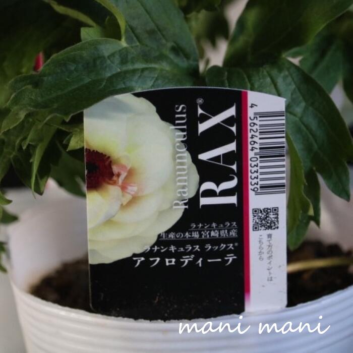 商品情報栽培方法日当たりの良いところで育てます.霜や雪のあたらない場所が最適ですが、少しくらいの霜や雪であれば大丈夫です。注意点◎植物は個体差があり成長もしていますので、商品画像と微妙に違う場合やお花が少ない又は咲いていない場合もございます...