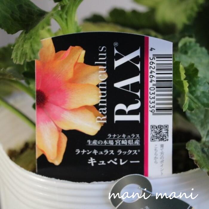 商品情報栽培方法日当たりの良いところで育てます.霜や雪のあたらない場所が最適ですが、少しくらいの霜や雪であれば大丈夫です。注意点◎植物は個体差があり成長もしていますので、商品画像と微妙に違う場合やお花が少ない又は咲いていない場合もございます...