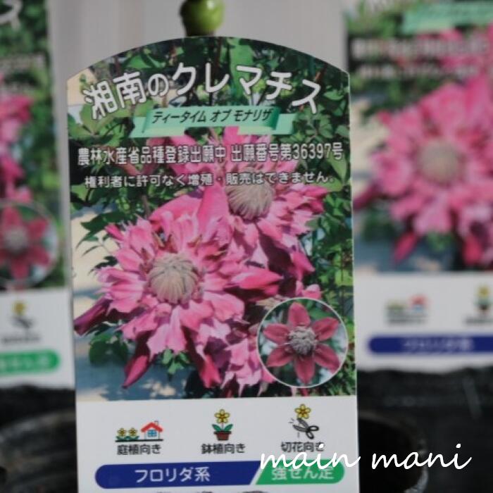 商品情報栽培方法【置き場所】日当たりと風通しの良い場所を好みます。株元に直射日光が当たりすぎないよう、下草やマルチングで保護すると元気に育ちます。【水やり】土の表面が乾いたら、鉢底から水が流れ出るくらいたっぷりと与えます。開花中や夏の水切れ...