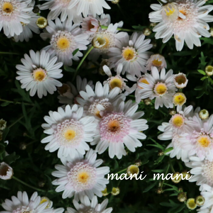 商品情報栽培方法■水やり土の表面が乾いたら、株元からたっぷりと水を与えてください。過湿を嫌うため、土が常に湿っている状態は避けるようにします。■置き場所日当たりと風通しの良い屋外で管理してください。雨に当たると花が傷みやすいため、長雨の時期...