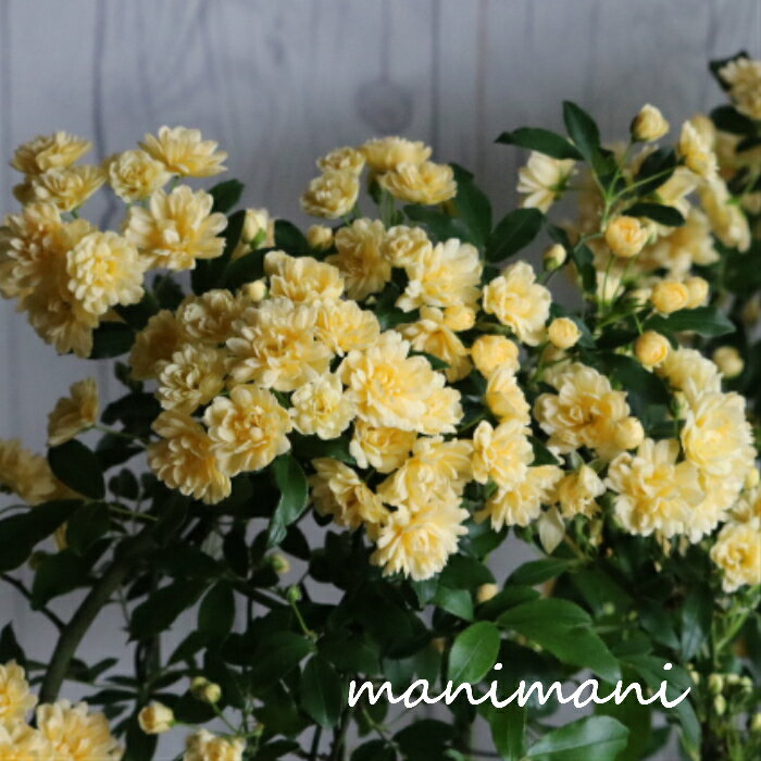 商品情報栽培方法■水やり土の表面が乾いたら、たっぷりと与えてください。地植えの場合は根付いた後は雨水のみで十分育ちますが、夏場の極端な乾燥には注意します。■置き場所日当たりと風通しの良い場所を好みます。日光をたっぷり浴びることで、翌年の花付...