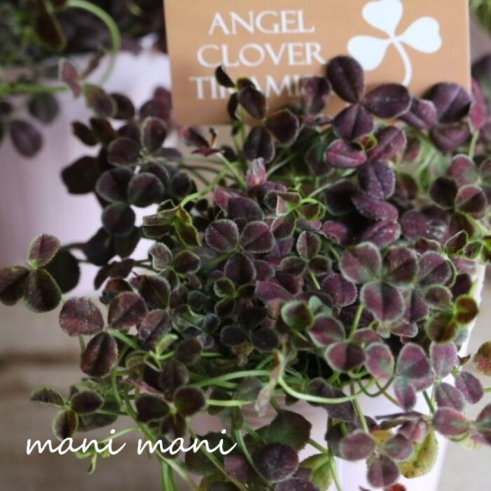 商品情報栽培方法日当たりの良いところで管理。水やりは土の表面が乾いたらたっぷりと与えてください。注意点◎植物は個体差があり成長もしていますので、商品画像と微妙に違う場合やお花が少ない又は咲いていない場合もございます。◎店頭販売もしております...