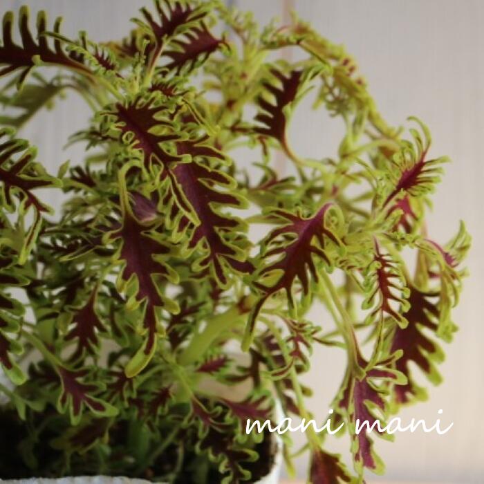 商品情報栽培方法日当たりの良いところで育ててください。注意点◎植物は個体差があり成長もしていますので、商品画像と微妙に違う場合やお花が少ない又は咲いていない場合もございます。◎店頭販売もしておりますので、ご注文が入った際に売り切れてしまって...