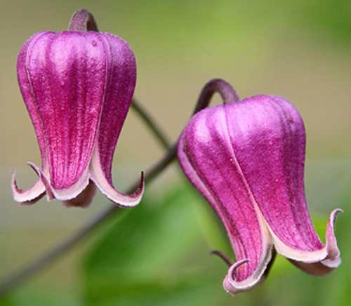 鮮やかな赤紫色のコロンとした花は、壺型の中でも大きく見応え抜群。お庭の主役にも使いやすい品種です。 ■宿根草 ■開花期：5〜10月 ■草丈：2〜3m ■花の大きさ：径3〜4cm ■お届けの状態：4.5号（直径13.5cm）ポット苗 ■育て方...