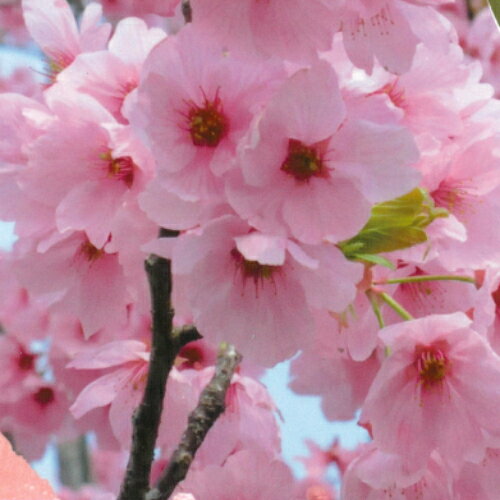 陽光桜（ヨウコウザクラ）は、鮮やかなピンク色の一重咲きで、花弁は10〜15枚の大輪の花を咲かせます。 花付きが良く、暑さ寒さや病害虫にも強いので、比較的育てやすいです。 染井吉野に先駆けて咲き、 花の色が濃く大きいので目立ちますよ。 こちら...