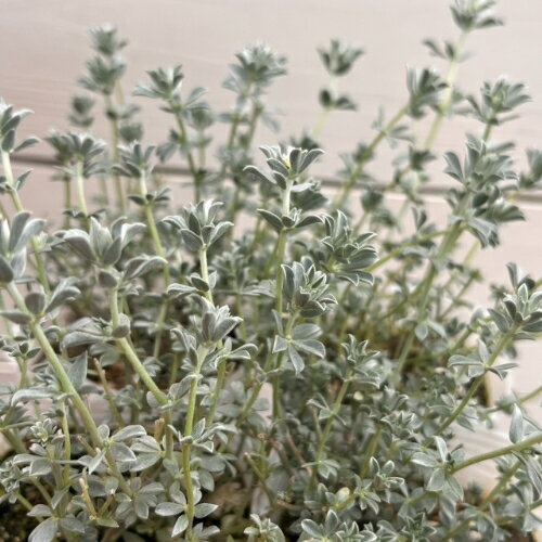 シルバーがかった繊細な葉と、可憐な黄色の花のコントラストが魅力の「ロータス クレティクス」。 明るくやわらかな色合いのシルバーリーフは、お庭や寄せ植えに爽やかなアクセントを添え、上品な雰囲気を演出します。 コンパクトにまとまる株姿で扱いやす...