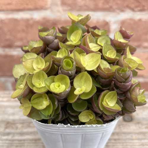 カリシアレペンスは、密に丸まった葉が可愛いツユクサ科の植物です。気温が下がると、明るいグリーンからピンクへと葉の色が変わります。枝垂れるように茎が伸びるので、リースや寄せ植え、ハンギングバスケット、吊り鉢などにして楽しむことができます。水は...