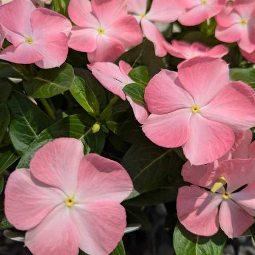 ニチニチソウは暑さに強く、真夏に元気に咲く夏花壇の定番の花です。 桃のときめきは、濃淡のあるピンク色の花が夏にぴったりな爽やかな色合い。花の大きさは5cm〜8cm程度で、鉢植えや寄せ植えにもオススメ！ 定着するとその成長力と生命力は雑草並み...