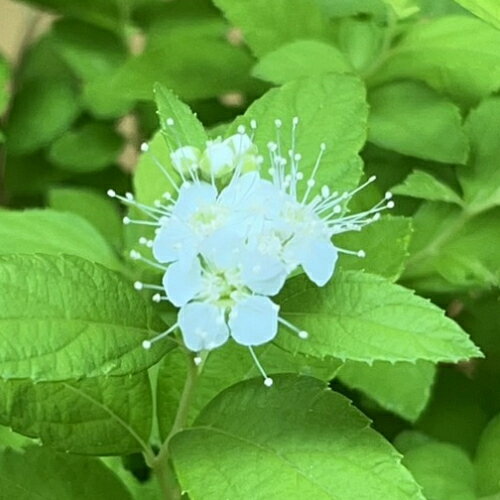 シモツケ ホワイトゴールドは半球状のこんもりとした白い花を咲かせます。 葉は明るいライムゴールドで、白花とのコントラストが爽やかで美しい品種です。 とても強健で暑さ寒さに強いので、様々な場所に利用できて、初心者にも簡単に育てられますよ。 秋...