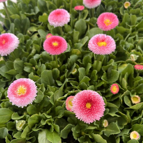 春花壇には欠かせないのがこのデージー。 タッソーシリーズは、中輪のポンポン咲きです。 花は管弁咲きで、芯が出にくいタイプになっています。 白とピンクのグラデーションが可愛らしく、次々と開花するので、春花壇の賑わいにぴったり。 極わい性種なの...